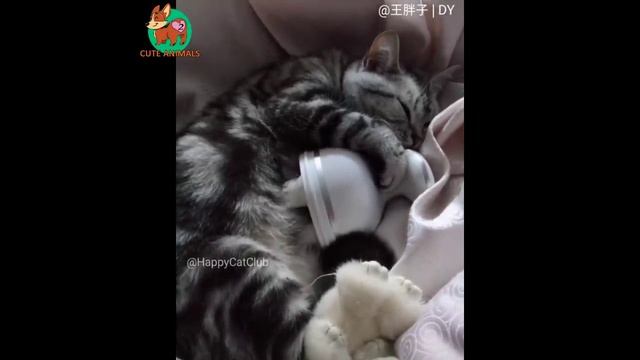 Короткие видео с животными