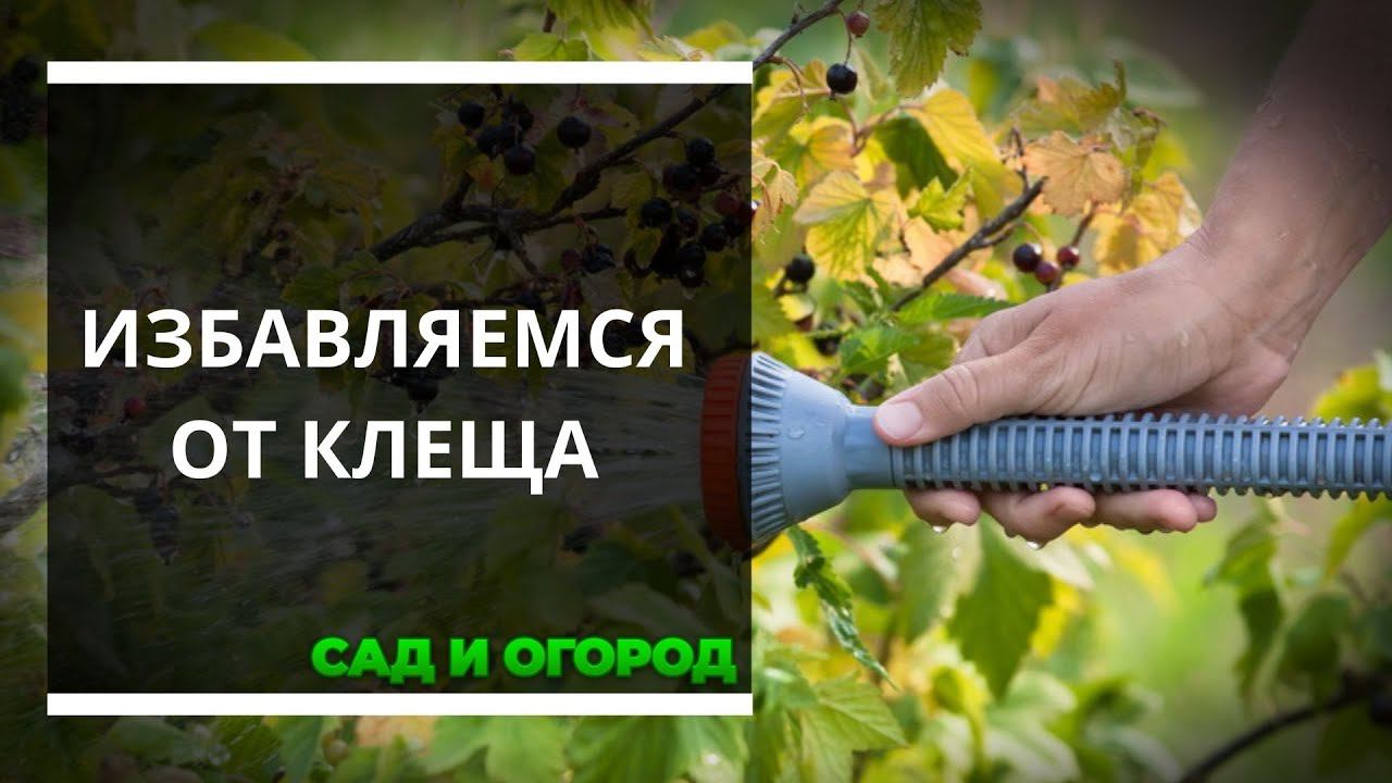 Как эффективно избавиться от смородинового почкового клеща