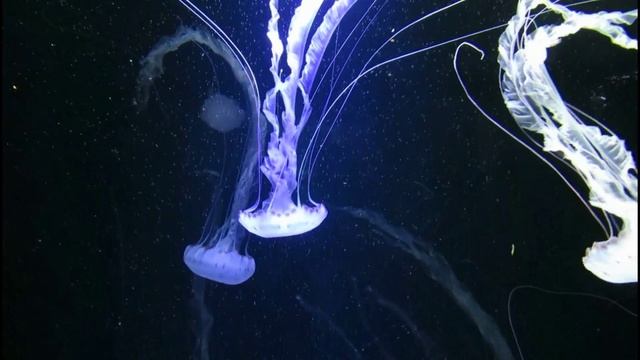 Видео с животными под музыку