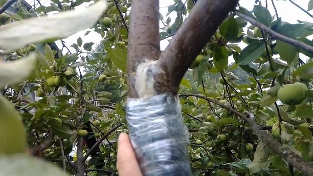 Как вылечить сломавшийся ствол яблони.