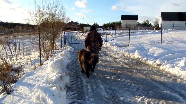 Контроль и подчинение собаки