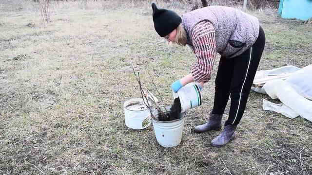 Как сохранить саженцы до высадки в грунт .