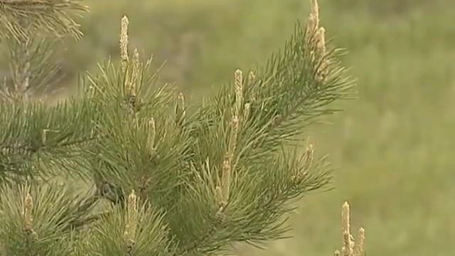 Экологический дневник 21.06.2014.mp4