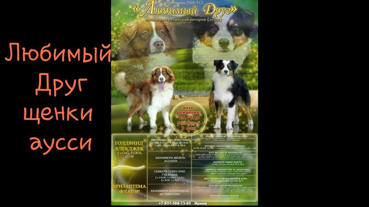 Щенки австралийской овчарки (аусси) 2019 год.