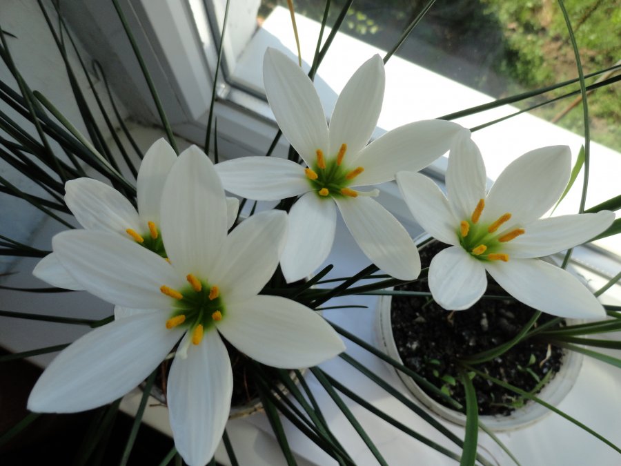 ЦВЕТОК ЗАПАДНОГО ВЕТРА.mp4