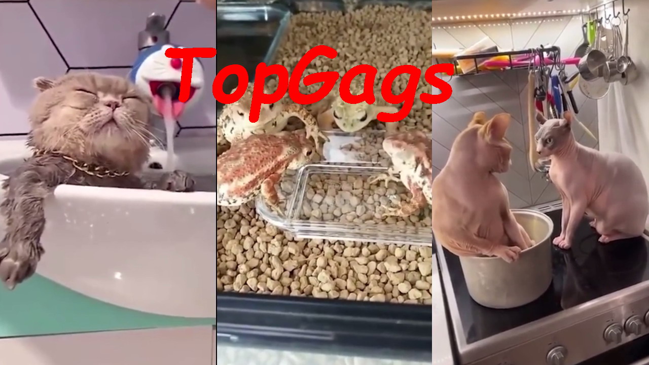 Райское Наслаждение, Весёлые Кошки и Собаки, Прикольные Животные, Забавные Ситуации, Смешные Приколы