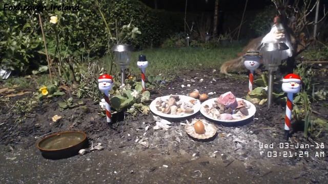 Лисийрай Лаки Янв 18. (Foxheaven Lucky Jan 18.)