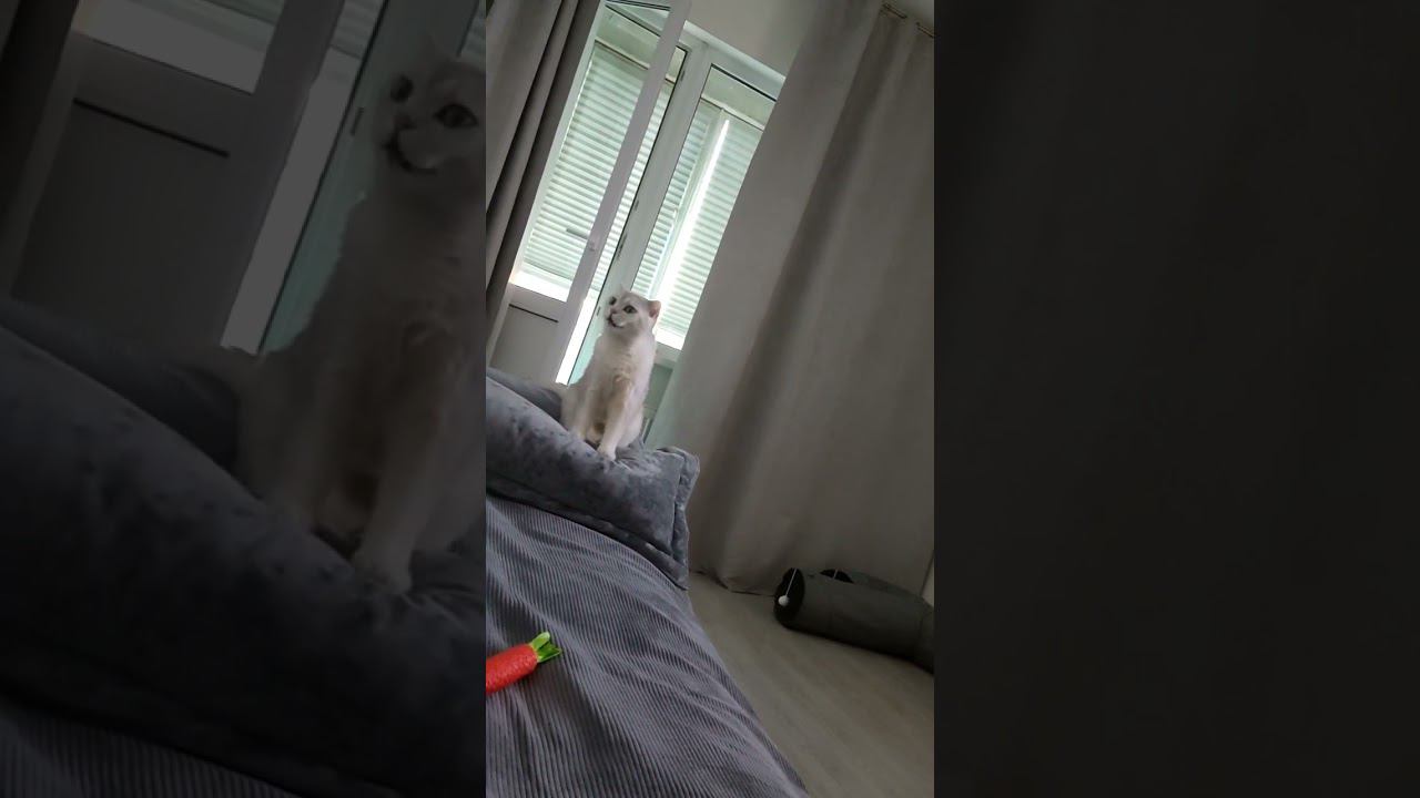 Домашнее насилие выглядит именно такПросто Кокос требует еду))