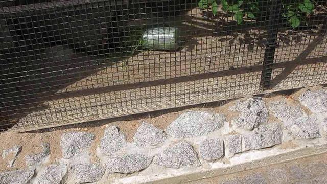 Шустрые мангусты