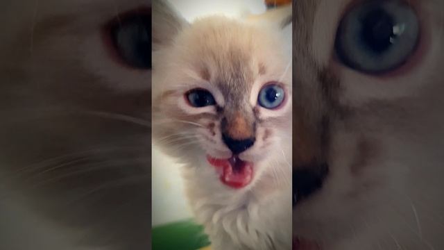 Мяу! Меня зовут Кокос.?
#shorts #кокос #котики