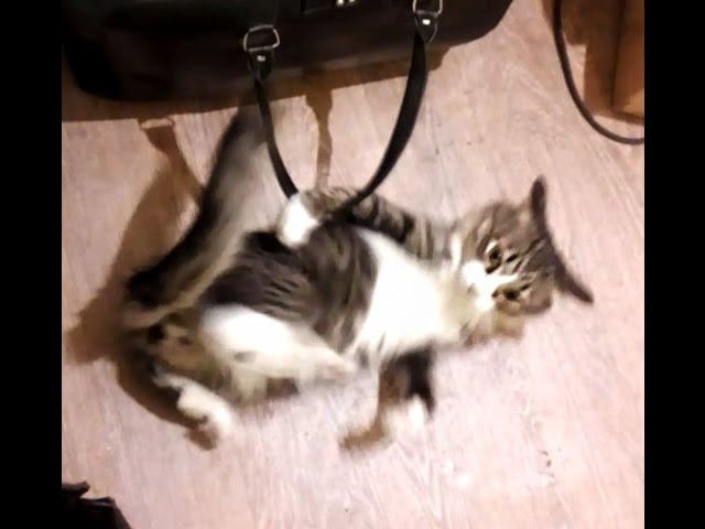 Котишка под валерьянкой )))