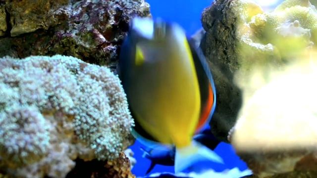 музыкальное видео. Насладитесь красотой подводного мира под спокойную музыку