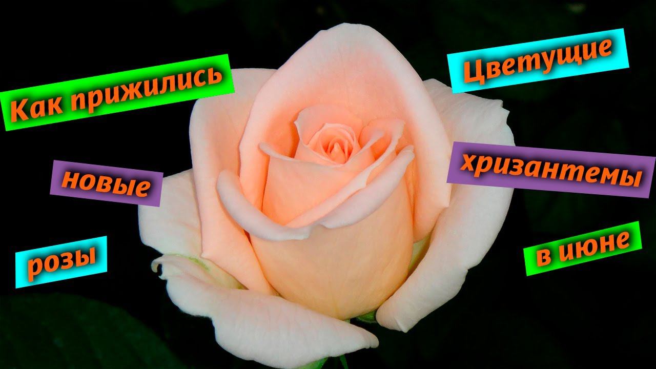 19 июня 2019 - Смотрим как прижились новые саженцы роз. Часть 2