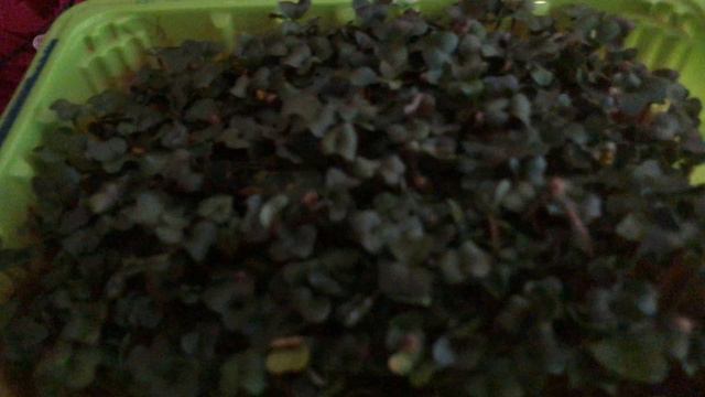 Микрозелень.