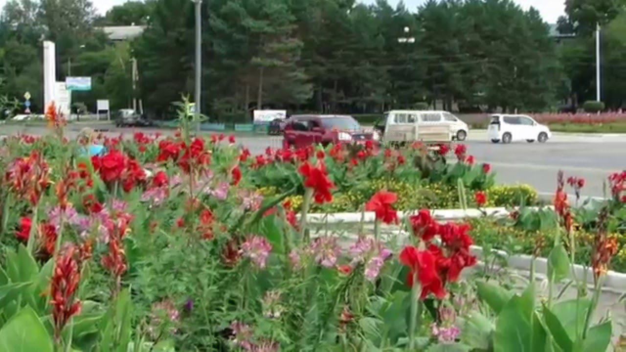 Цветы в посёлке Лучегорск. Приморский край..