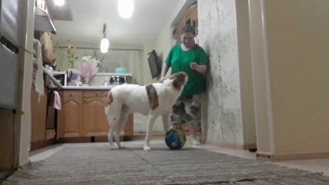 Игры с собаками / Футбол