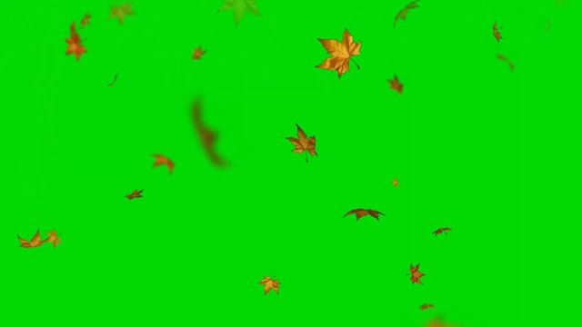 ?ОСЕННИЕ ЛИСТЬЯ. Футаж. Хромакей. Зелёный экран. Chroma Key. Green Screen..mp4