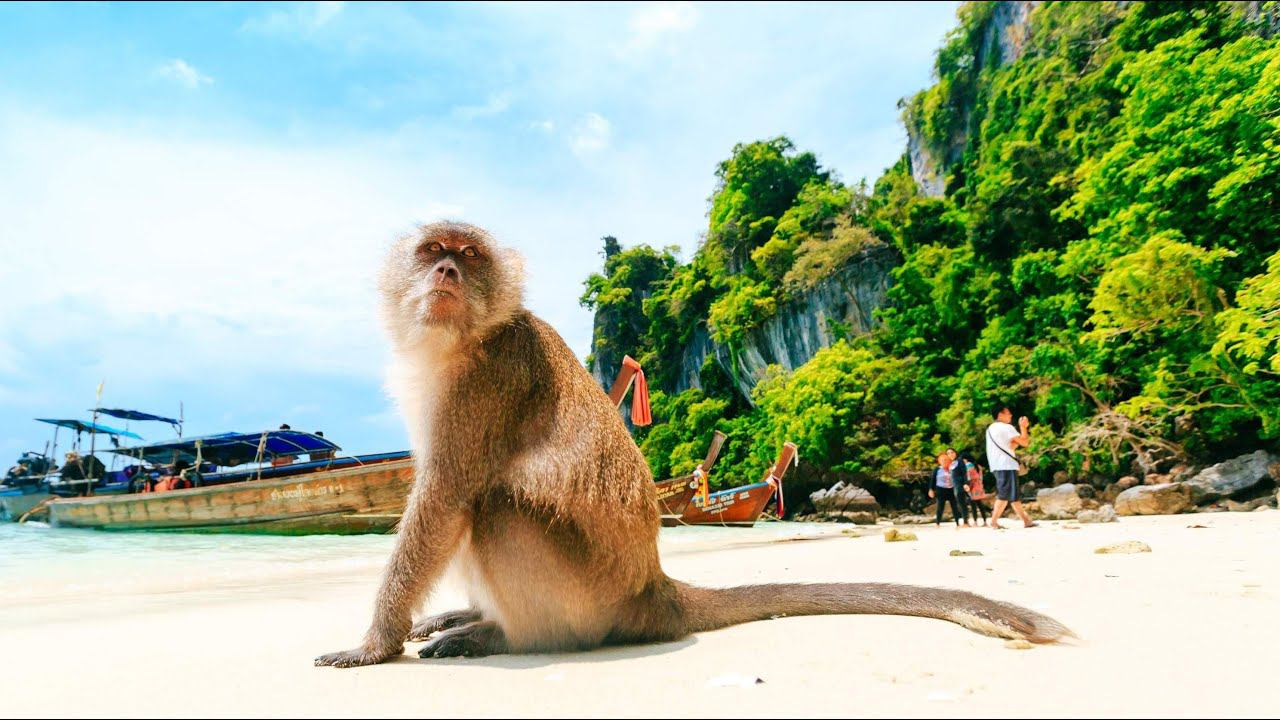 Гора обезьян на Пхукете 2023, Monkey Hill Phuket.