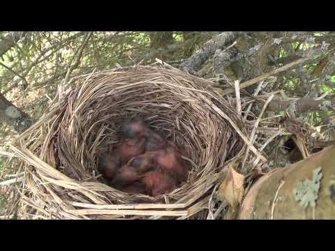 Дрозд-белобровик на гнезде