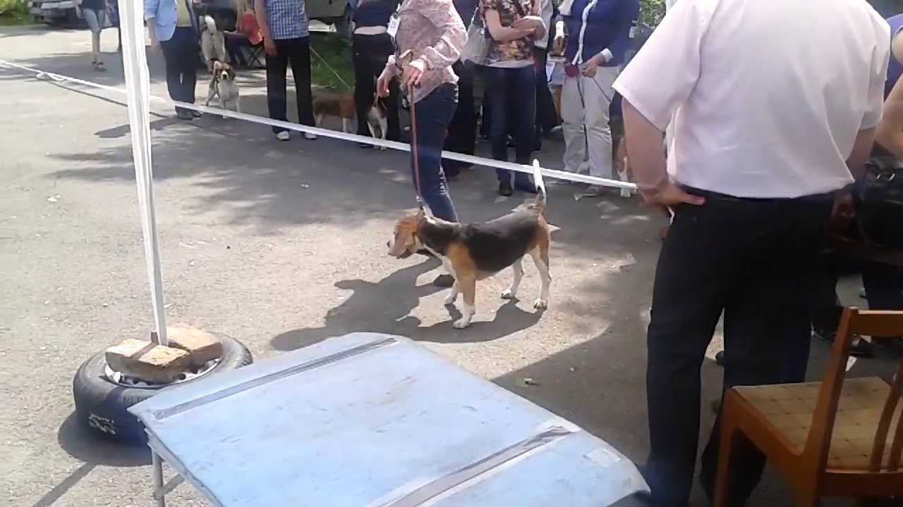 Выставка собак в Челябинске 26.05.2013. Победный ринг