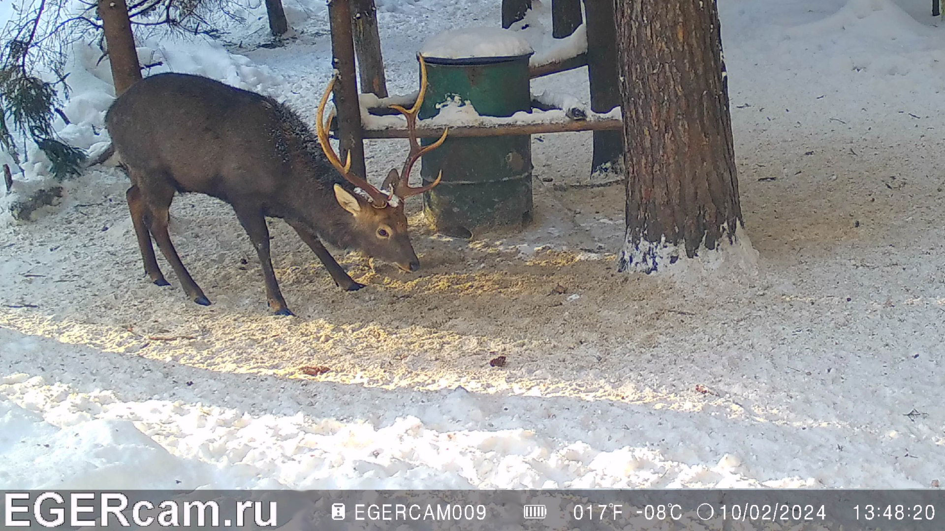 Олени. Кто ворует подкормку у кабанов )
Всегда свежие фото и видео с фотоловушек Егерькам.