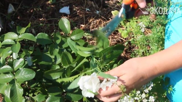 Уход в июле за розами, восстановившимися после суровой зимы.