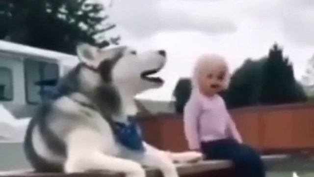 визг с собакой