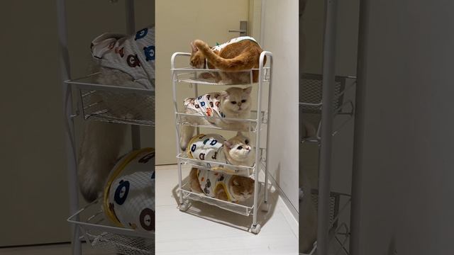 02-03-2024 кошачий дом квартира