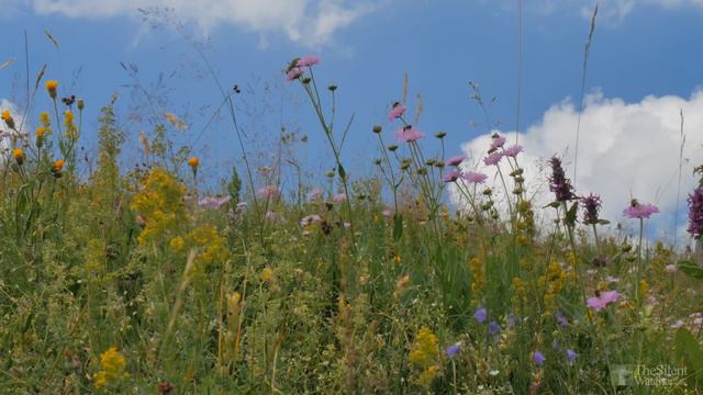 Горные луга - Звуки сверчков и кузнечиков - Полевые цветы, природа. Живая Природа. Луг,Насекомые.