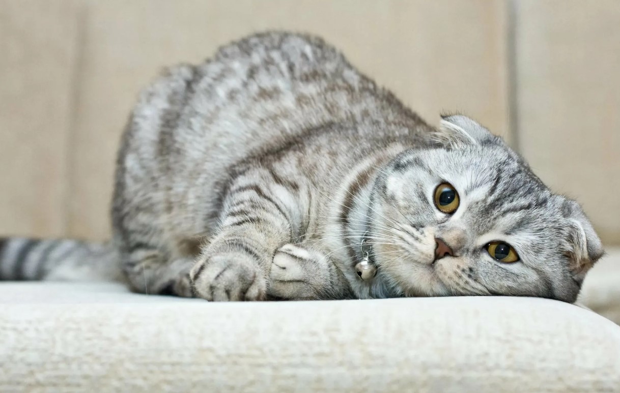 狩猎还在继续！ #cat #животные #funny #cute
狩猎还在继续！ #??? #????????? #????? #????