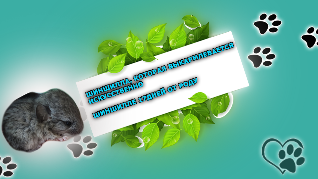 ШИНШИЛЛА, КОТОРОЙ ВЫКАРМЛЕВАЕТСЯ ИСКУССТВЕННО|ШИНШИЛЛЕ 17ДНЕЙ ОТ РОДУ