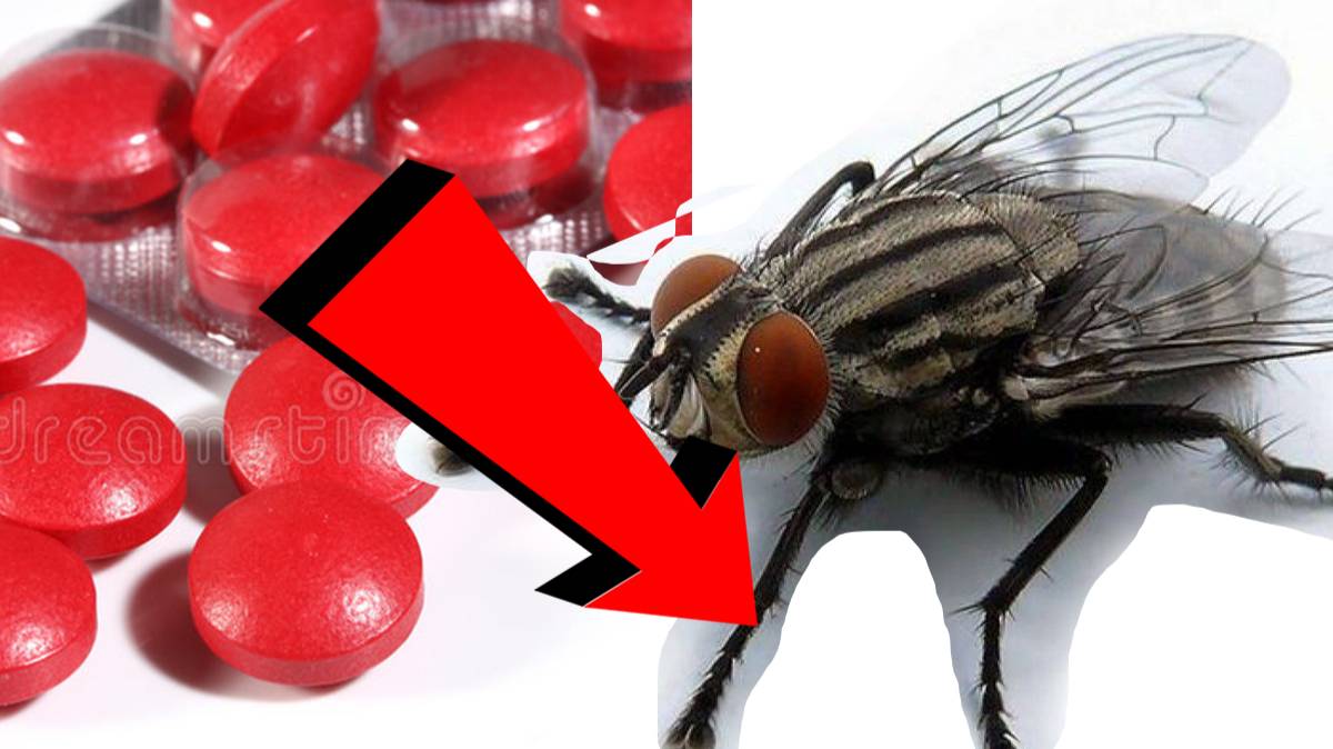 Как избавиться от мух за 3 секунды!!.!!.!!.!!..