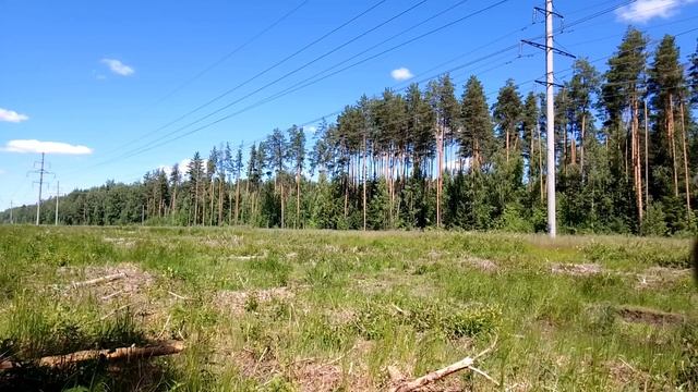 Просека в лесу. Июнь 2022