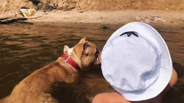 Американский булли .  Квини 7 месяцев . Охотится за плюшкой ?