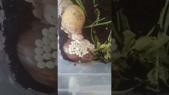 Как улитка откладывает яйца