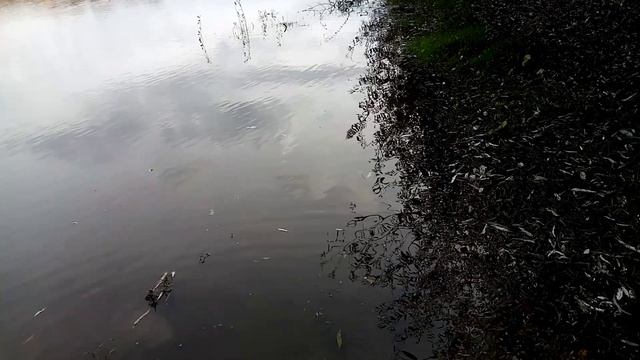 Проверка закидушек на налима. 5.10.23г.