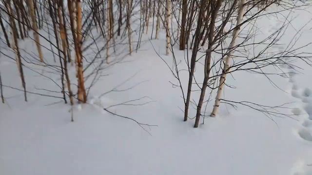 Охота на зайца. Как найти зайца зимой. Зайца очень много
