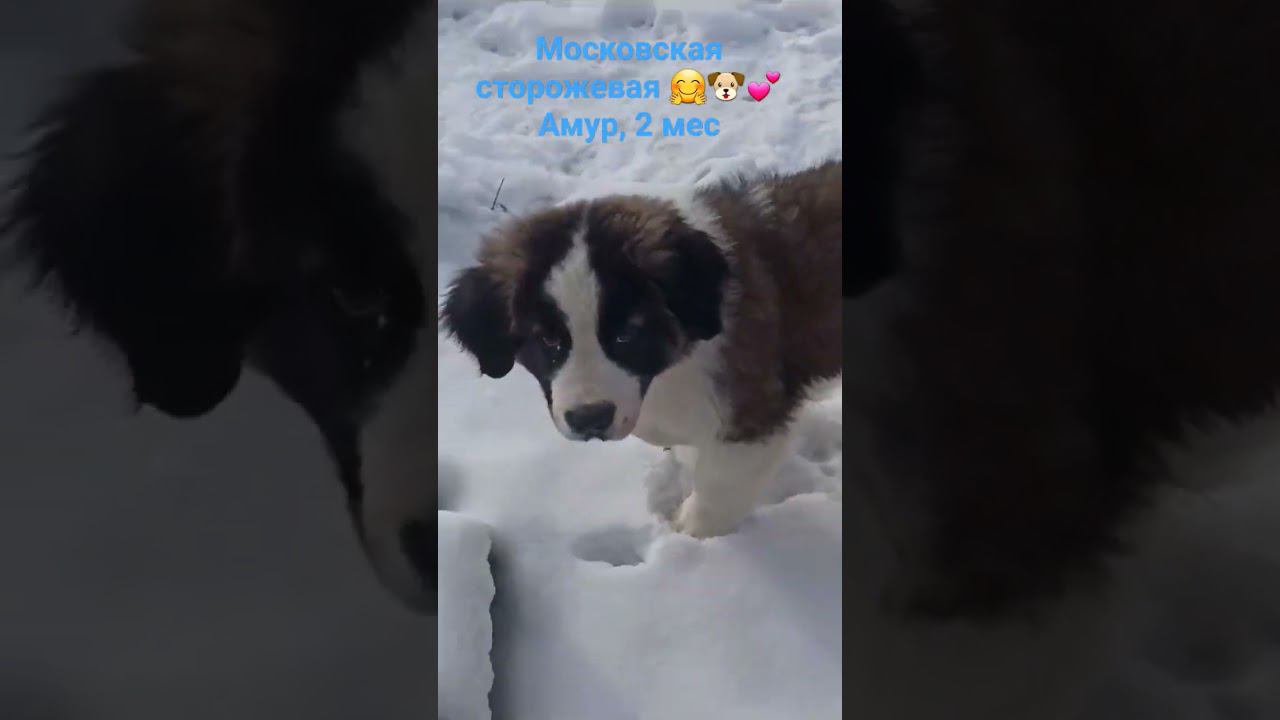 Амурчик первый раз гуляет по снегу, 14 января 2024 г.