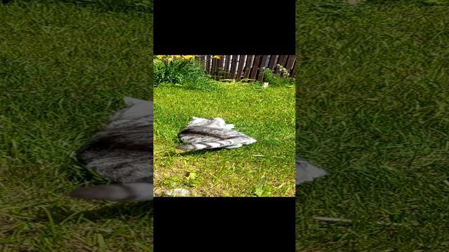 Мышка-погремушка.