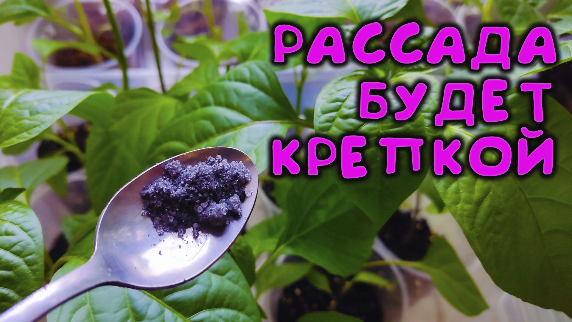 ПОСЛЕ ТАКОЙ ПОДКОРМКИ О ВАШЕЙ РАССАДЕ БУДУТ СЛАГАТЬ ЛЕГЕНДЫ И ПОСВЯЩАТЬ ЕЙ ПЕСНИ