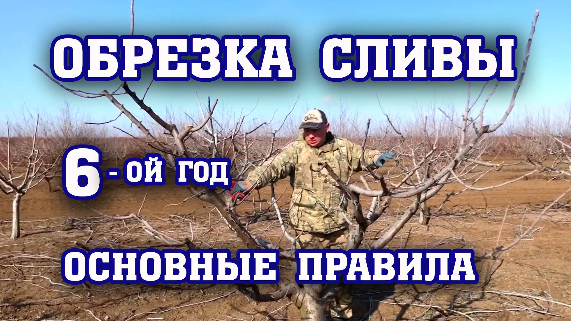 Правильная ОБРЕЗКА СЛИВЫ ⧸6-й год после посадки⧸Опытный участок