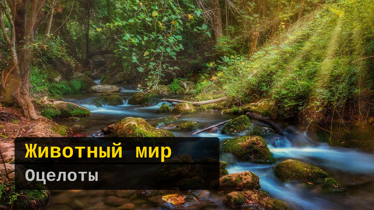 Животный мир. Оцелоты