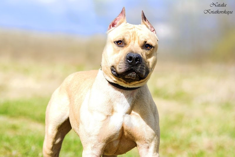 Мусоша и его игры