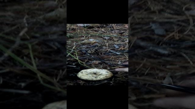 в лесу 2 12.08.2018