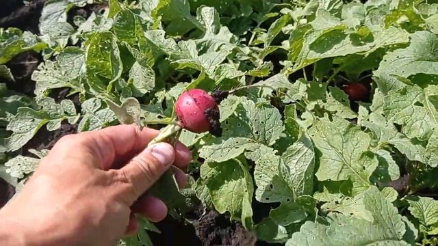 #редис_плотный_сорт#окрошка_лучший_рецепт#как_приготовить_окрошку  Редис поспел-готовь окрошку!).mp4
