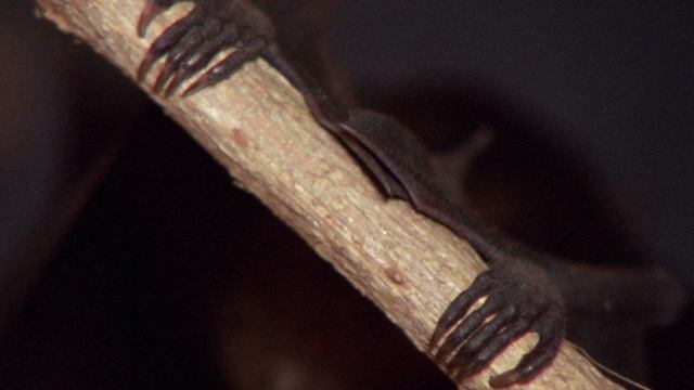 Жизнь на Земле 10 серия «Тема и вариации» (документальный сериал, 1979)