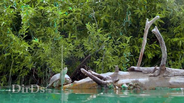 Европейская болотная черепаха.