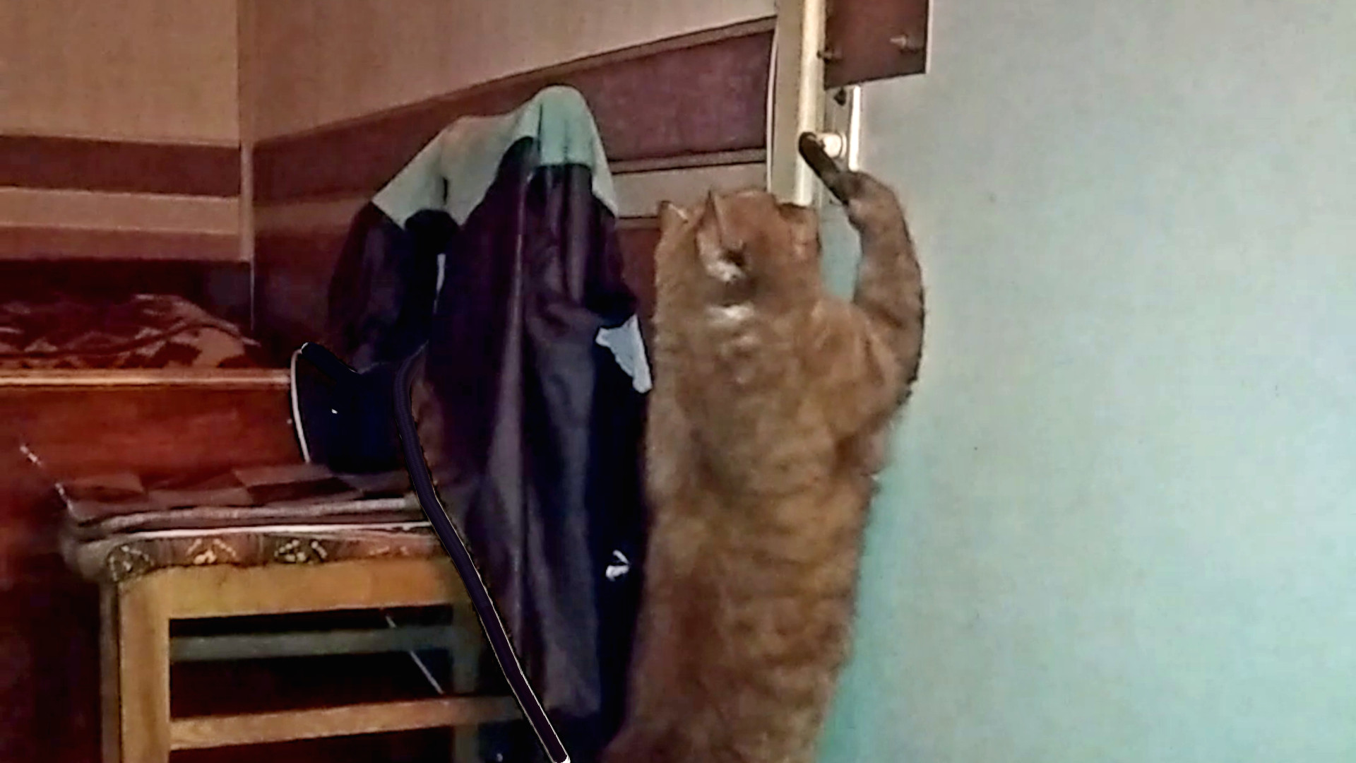 Кот сам открывает дверь за ручку