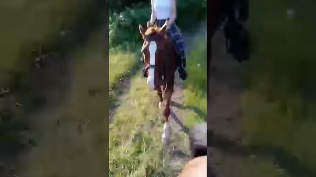 Конные прогулки. Лазаревское