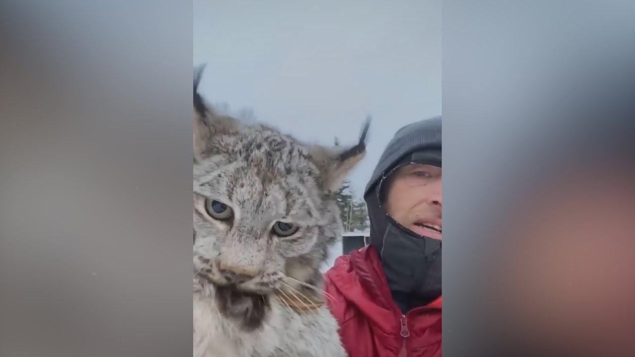 Небольшой, но крайне ловкий уничтожитель зайцев - КАНАДСКАЯ РЫСЬ!